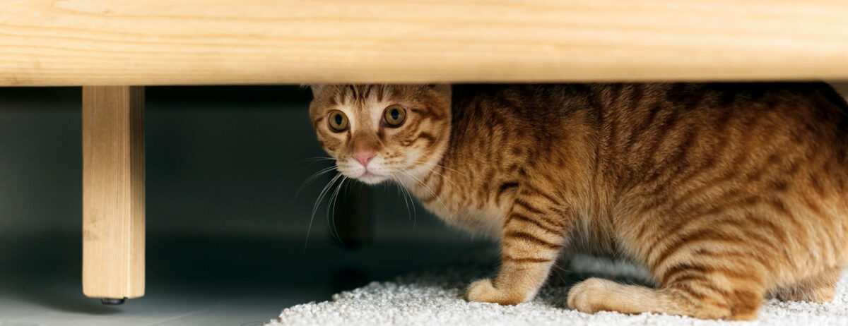 ADOPTING A SHY CAT | Home At Last Rescue